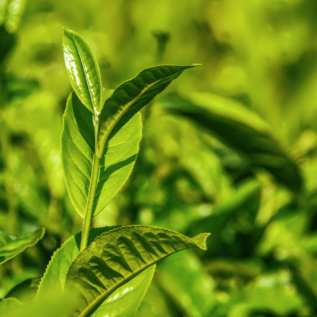 The Bold and Timeless Flavor of Shukrani Black Tea – Shukrani-Premium ...